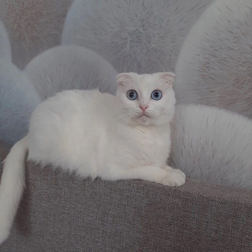 Кошка в добрые руки