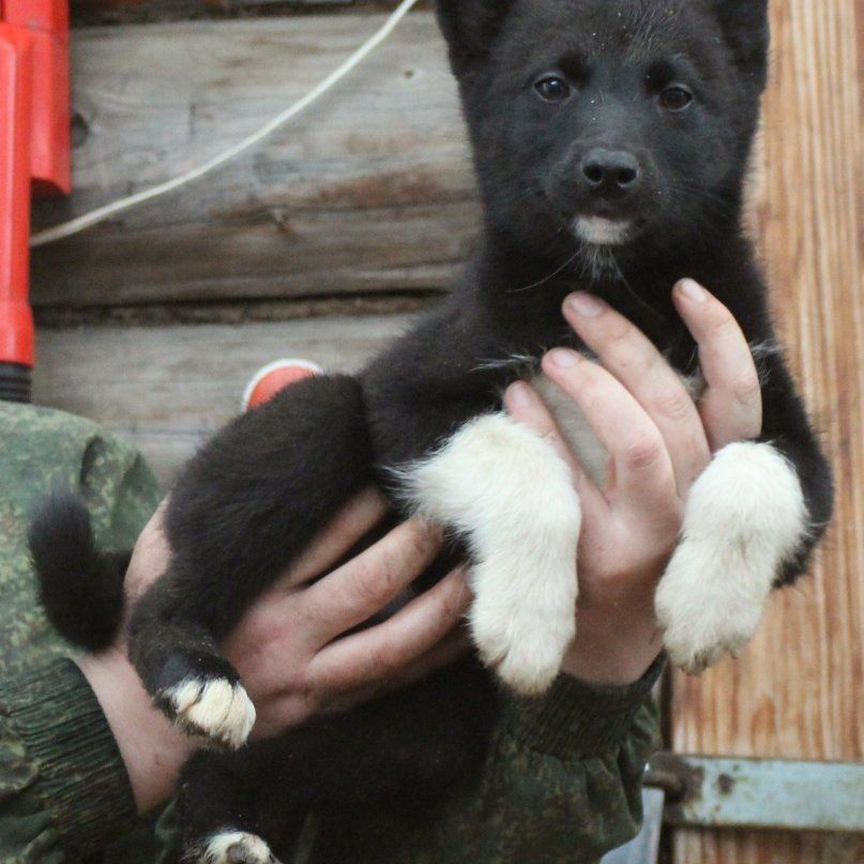 Помесь с лайкой 3,5 месяца