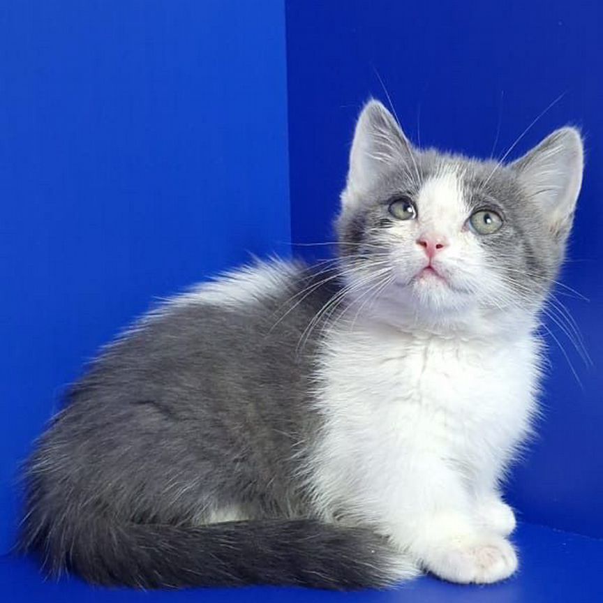 Котенок мальчик манчкин короткие лапы