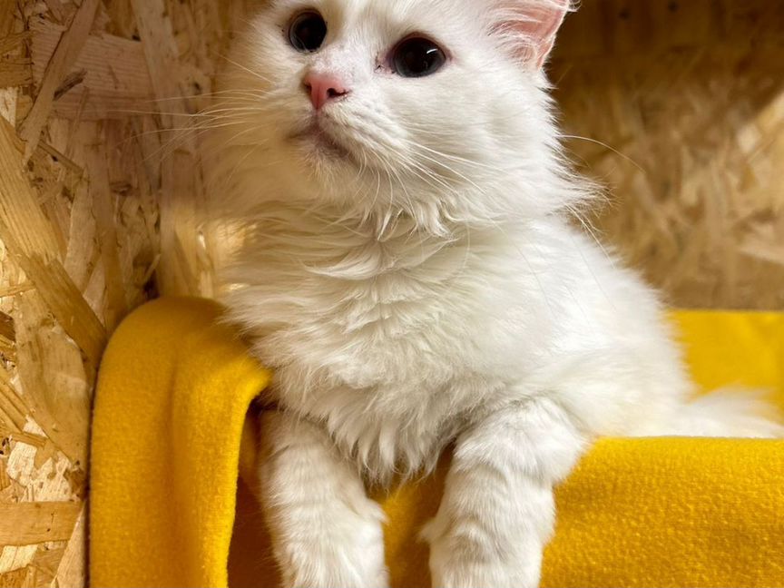 Необыкновенной красоты кошка Ева