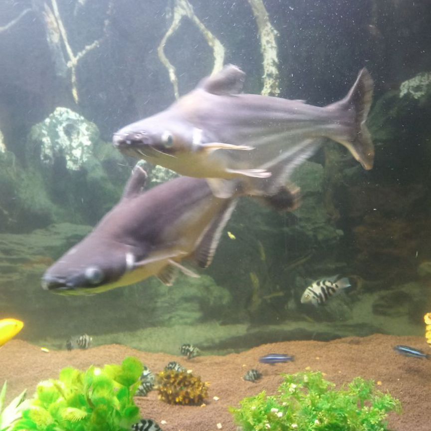 Пангасиус акулий сом