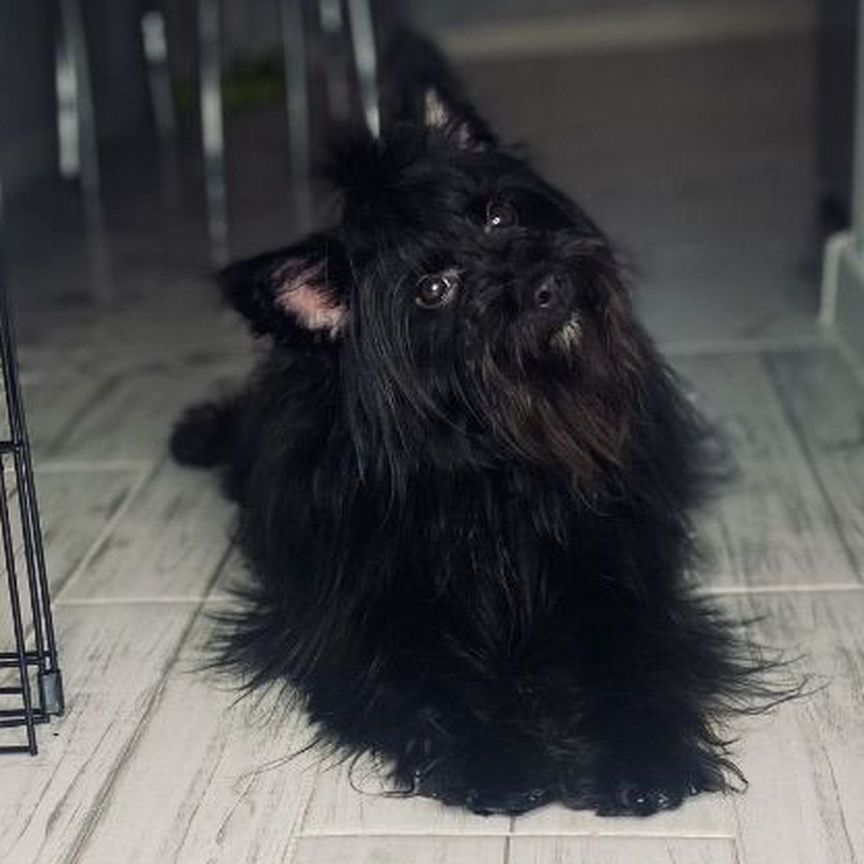 Щенок от частного владельца