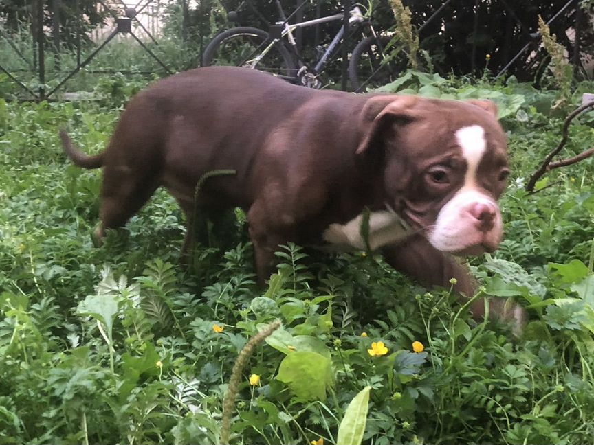 Продается собачка