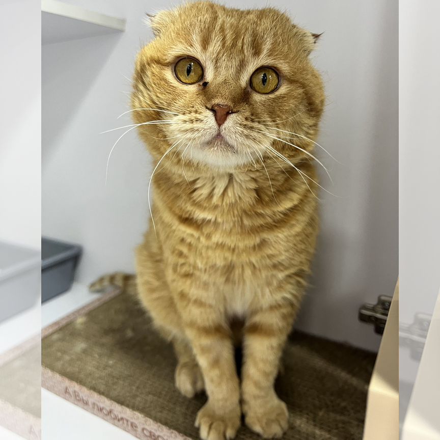 Взрослый кот в добрые руки