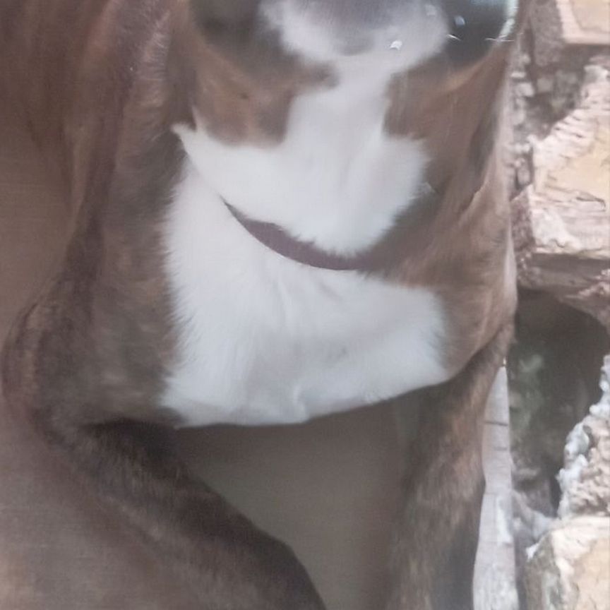 Щенок стаффа