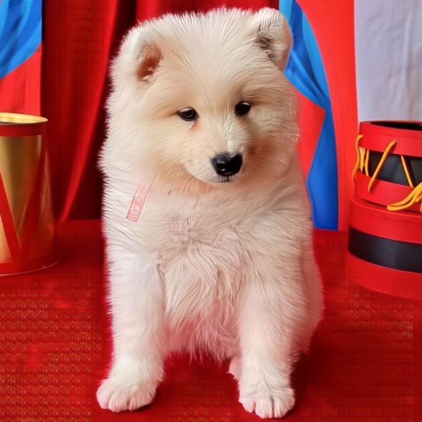 Самоедская собака, щенок