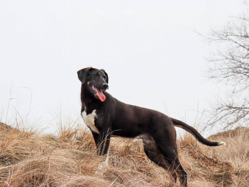 Ровер в добрые руки