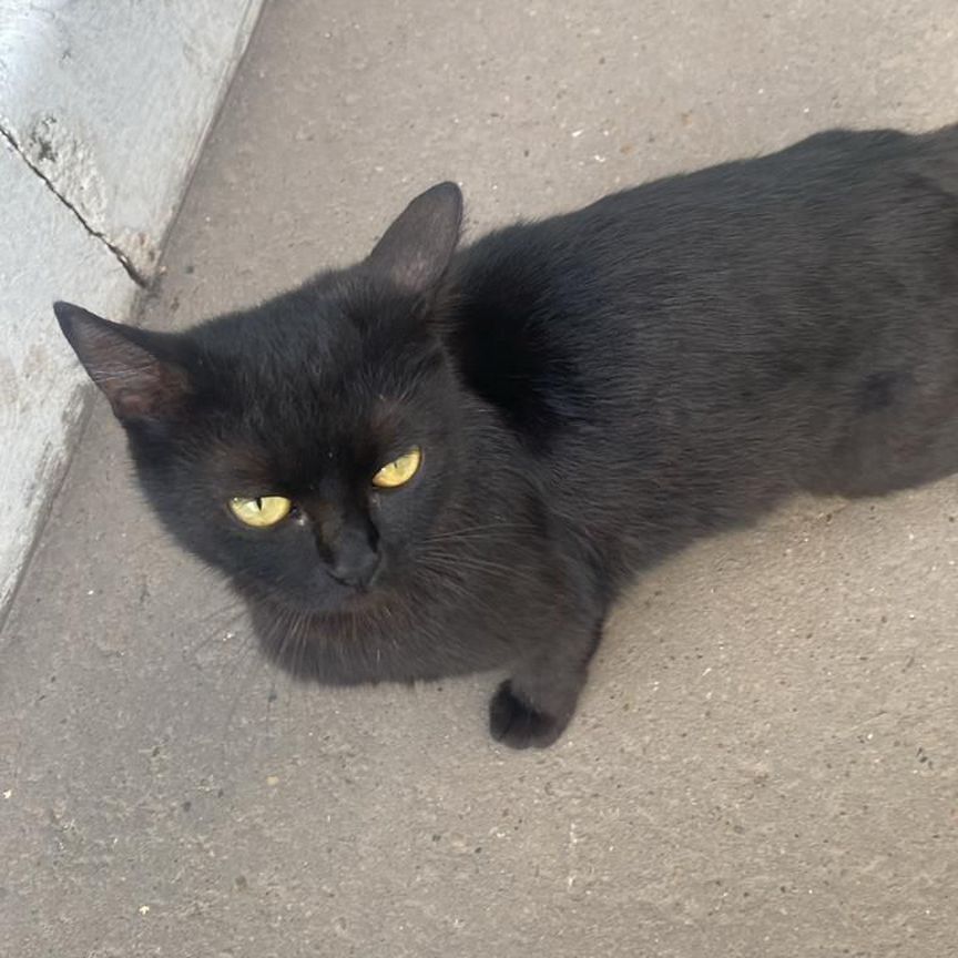 Кошки