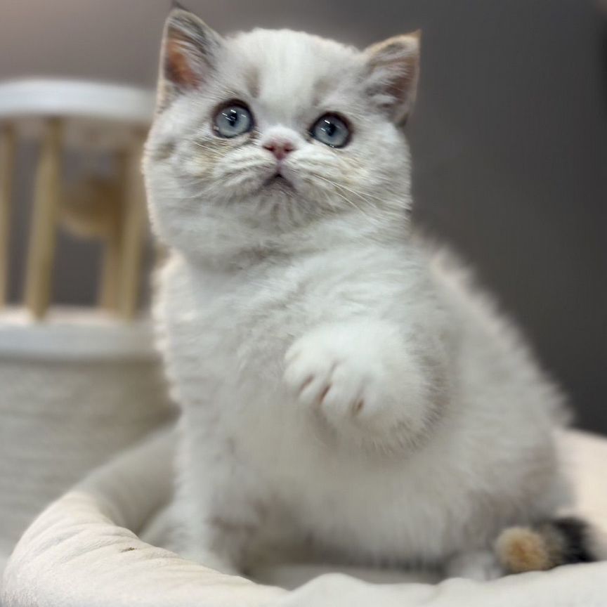 Шотландский прямоухий короткошёрстный котёнок