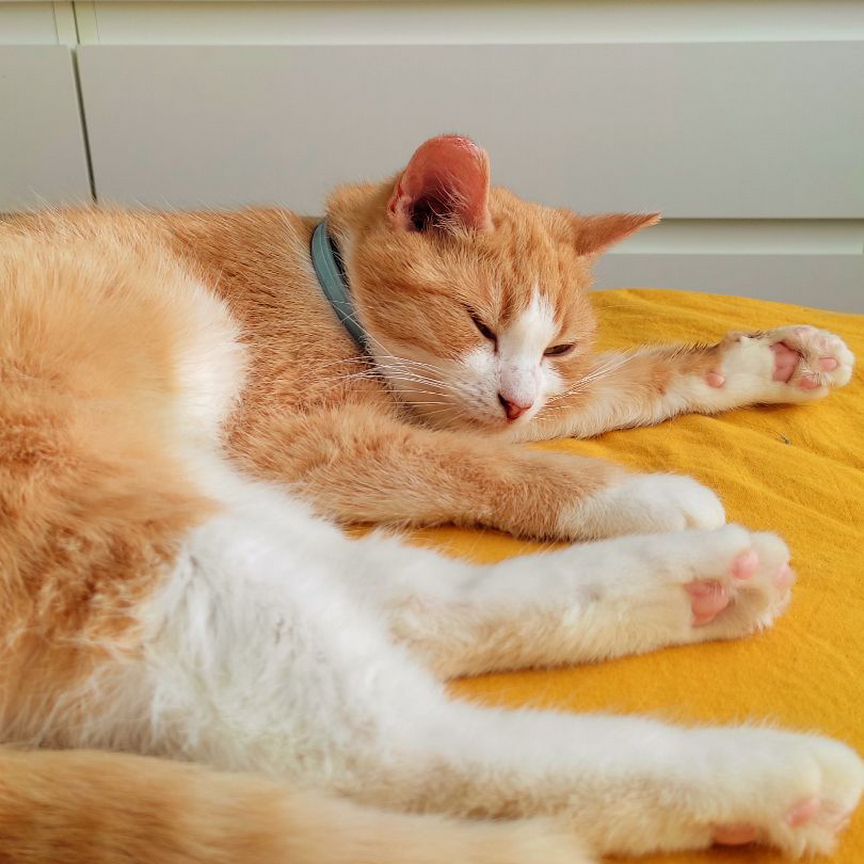 Кошка