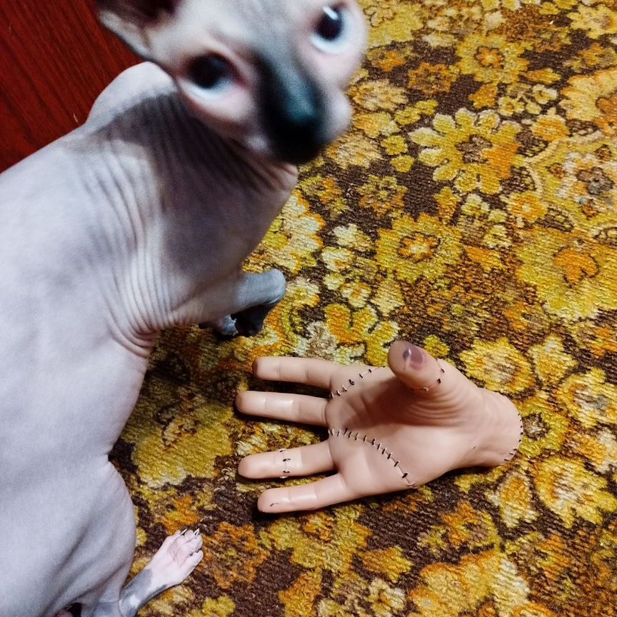 Донской сфинкс вязка