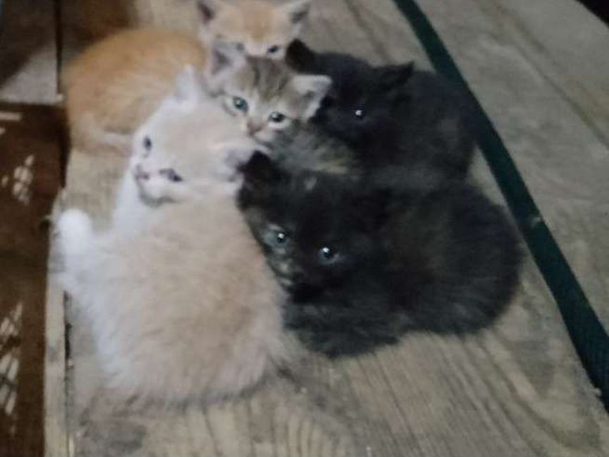 Отдам котят в добрые руки