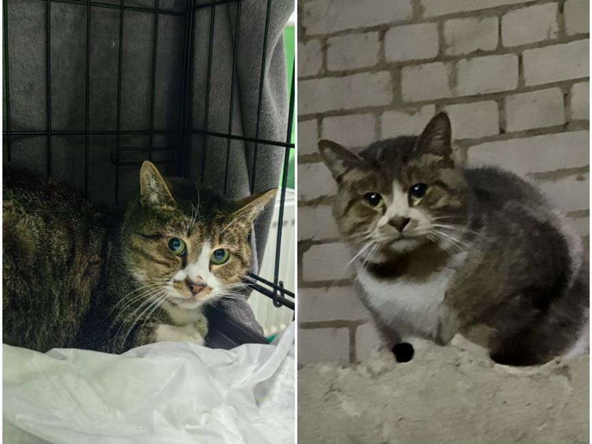 Котик замерзал в гараже