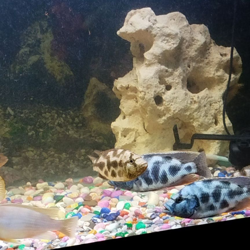 Аквариумные рыбки цихлиды