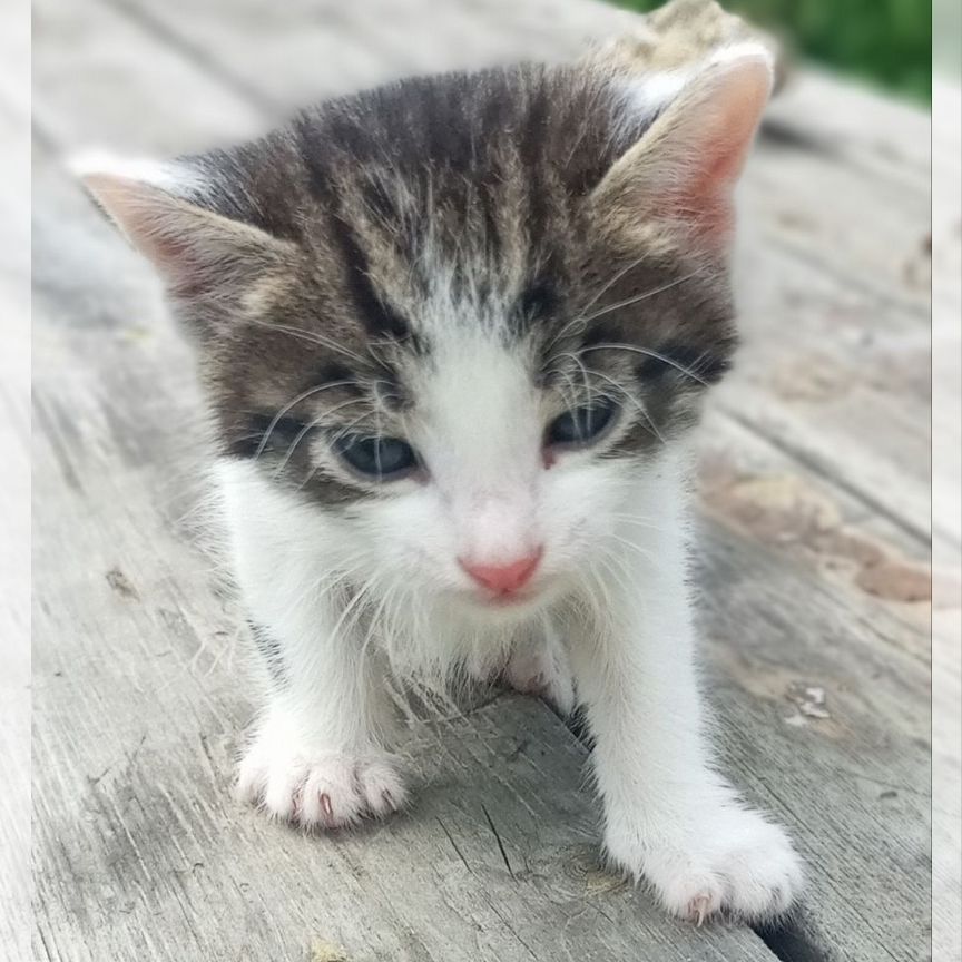 Котенок