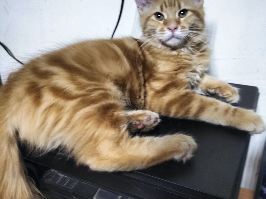 Котята мейн-кун