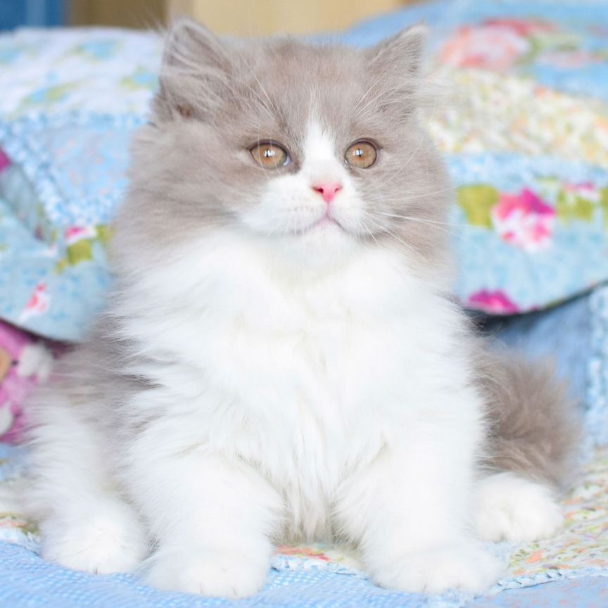 Британский длинношёрстный котёнок