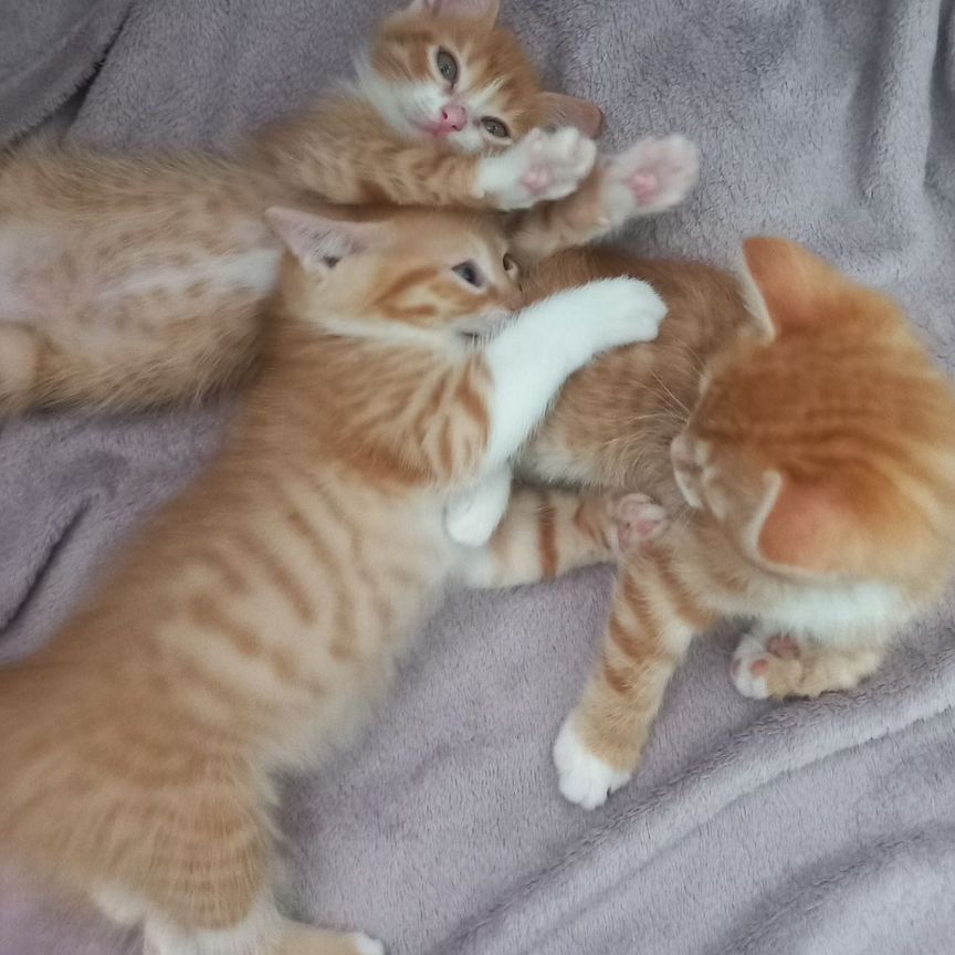 Котята отдам в добрые руки бесплатно