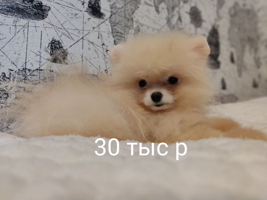 Щенок мальчик мини померанский шпиц РКФ