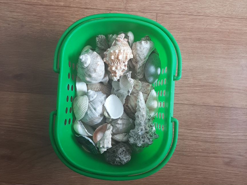 Морские ракушки раковины