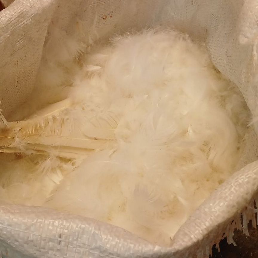 Пух перо гусиное