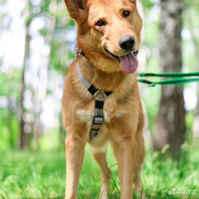 Бывшедомашний Модус подарит Вам свою любовь
