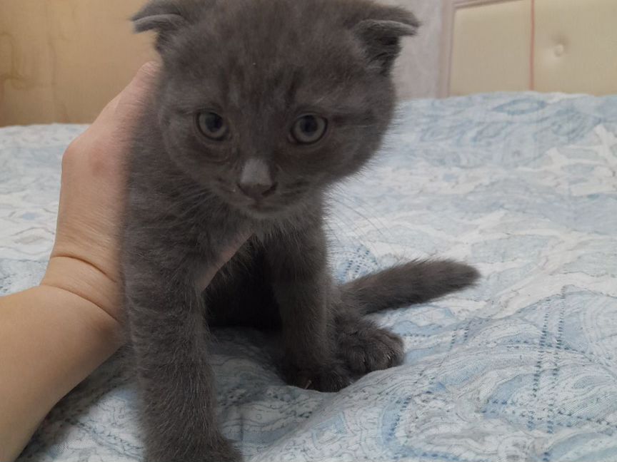 Шотландская