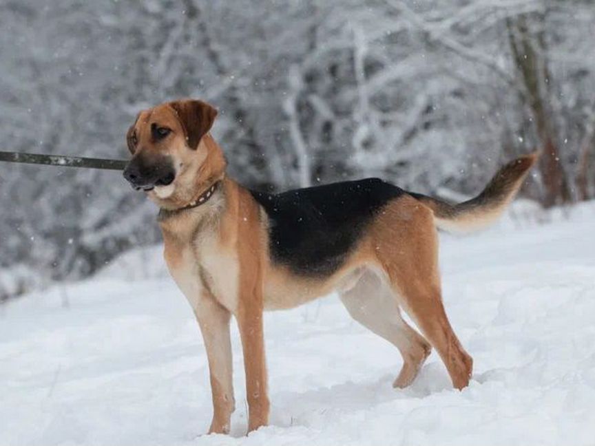 Ищем дом и любящую семью для Сэма