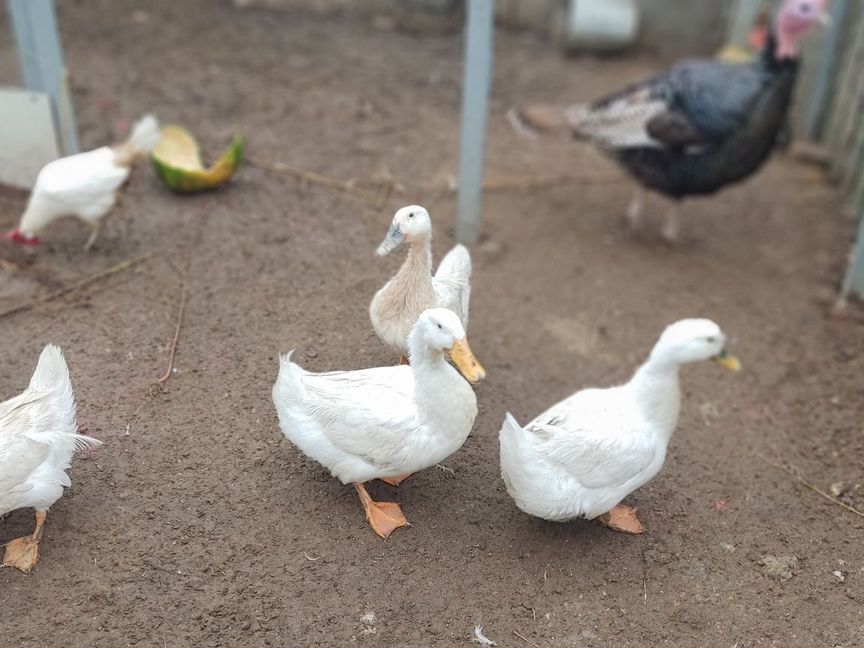 Утки агидель