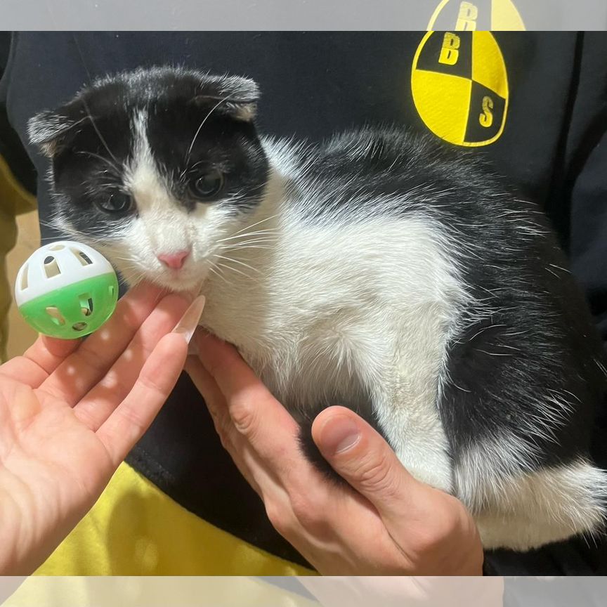 Котенок 4 мес