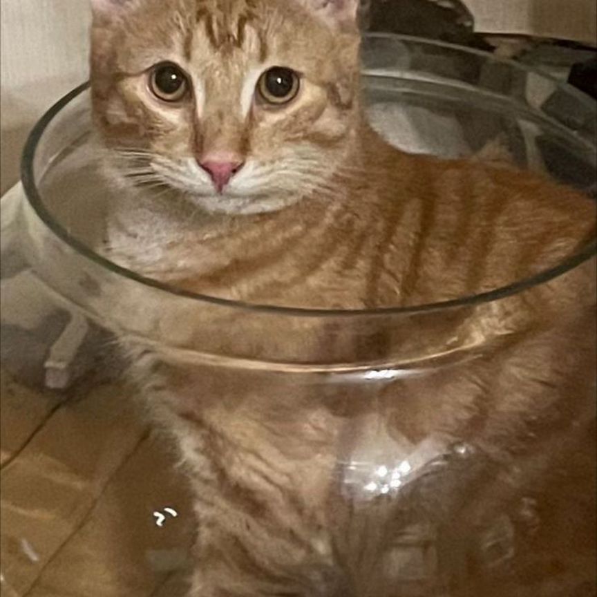 Пиксель, золотой котик, в добрые ручки