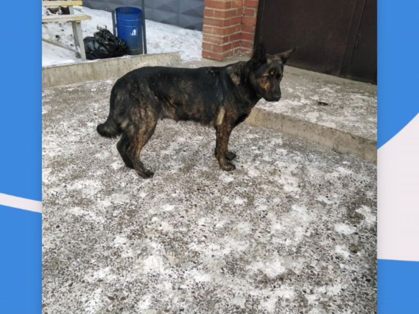 Красивая овчаристая собака в добрые руки