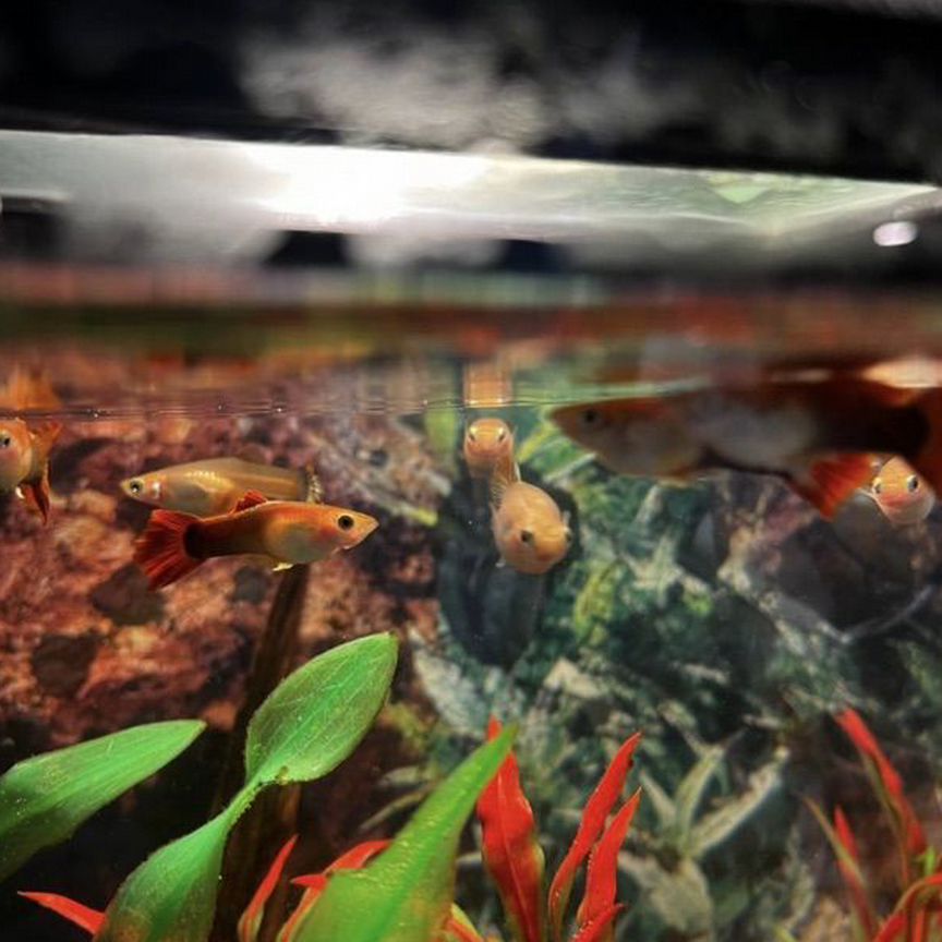 10 штук Аквариумные рыбки гуппи