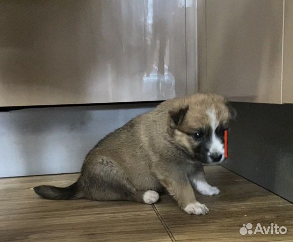 Щенок Понка ищет дом