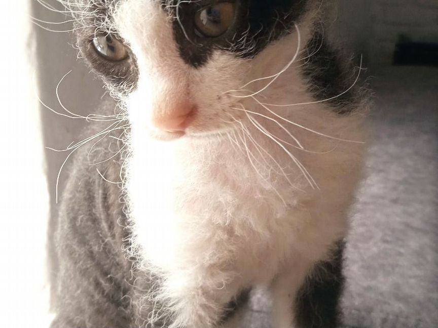 Котенок сфинкс браш