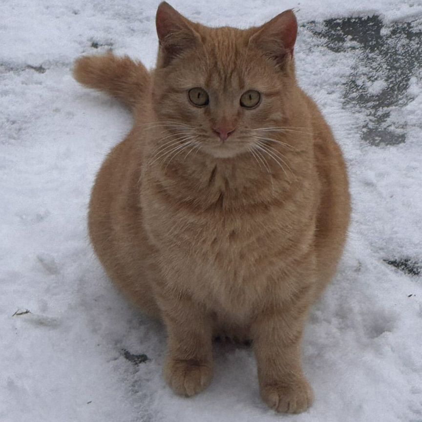 Отдам рыжего котенка