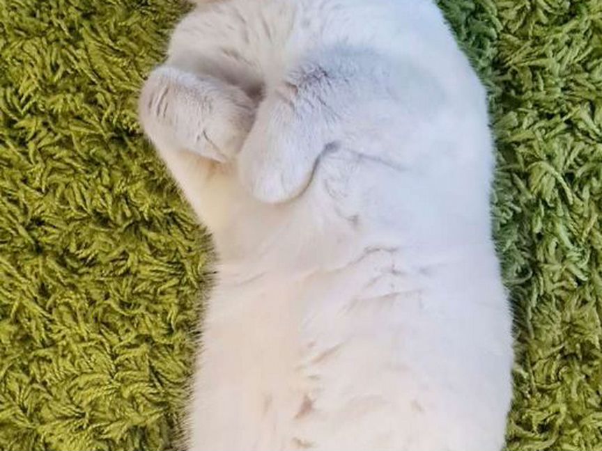 Вязка кота