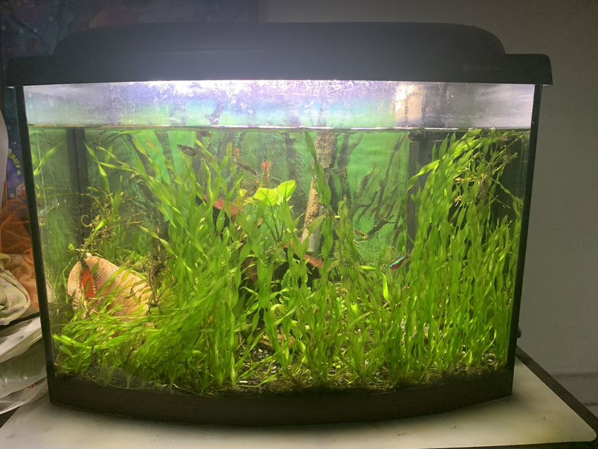 Аквариум 40 л со всем содержимым