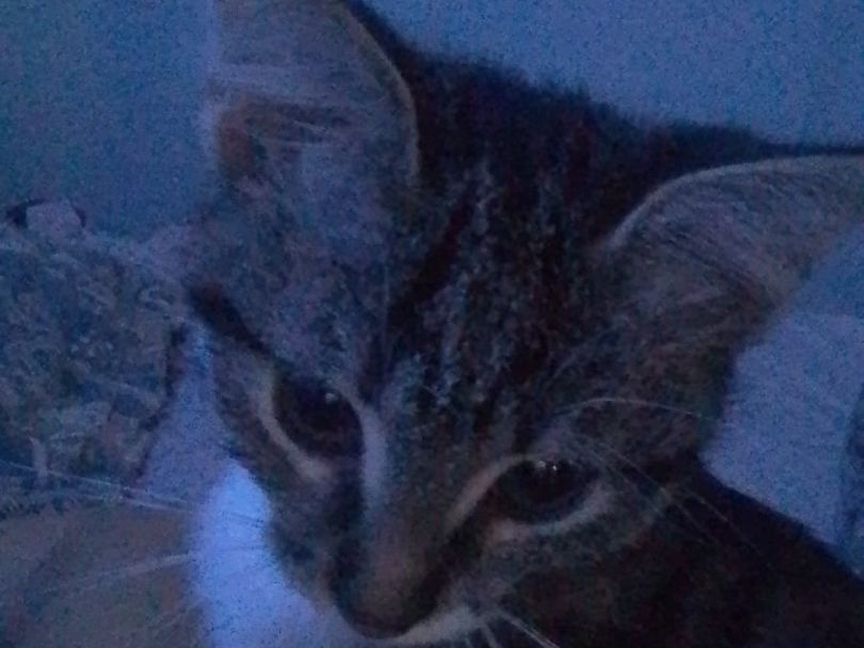 Отдам в добрые руки красивого котенка девочку