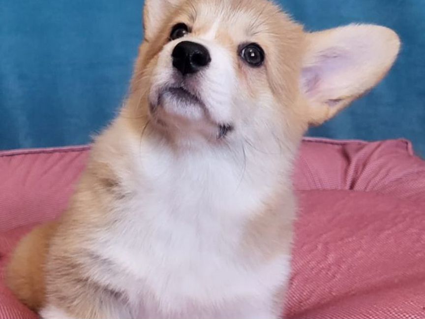 Щенки вельш-корги пемброк