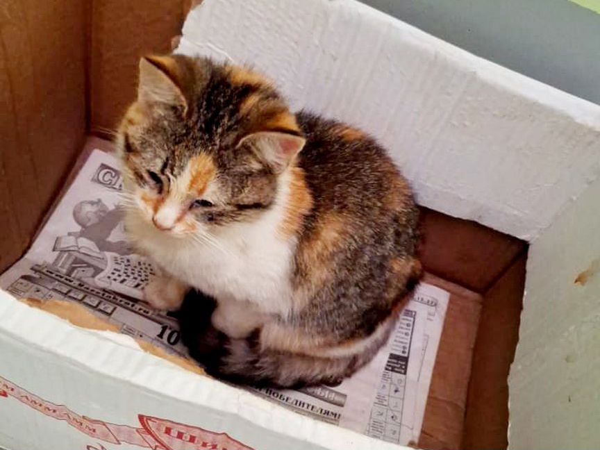 Кошка