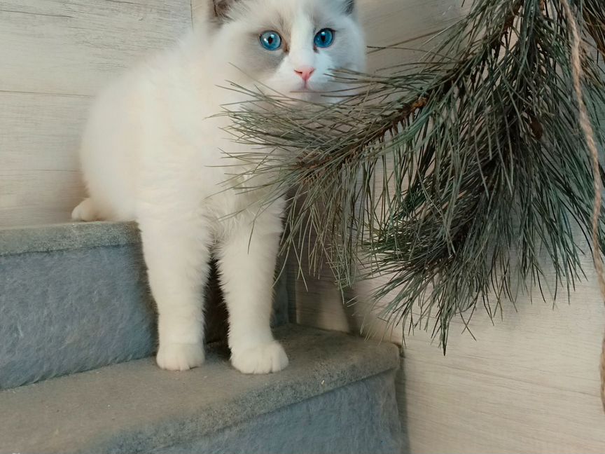 Шикарный котенок рэгдолл с документами