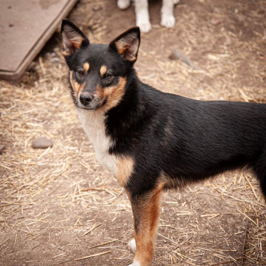 Кнопа в поиске дома