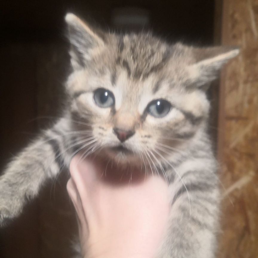 Отдам в добрые руки котёнка