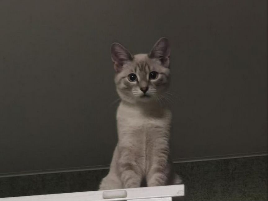 Котик