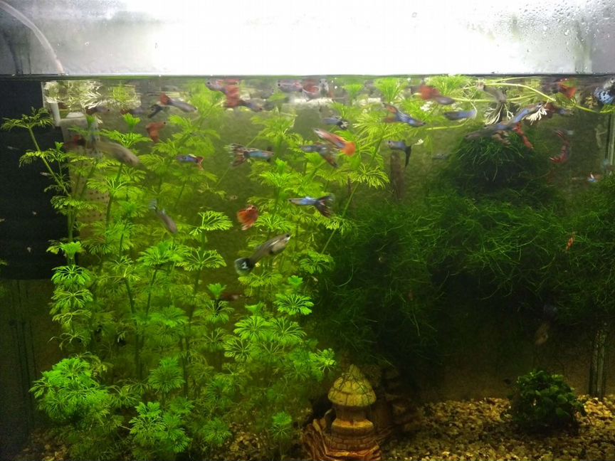 Гуппи подростки и не только