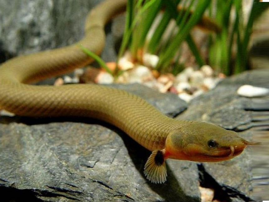 Продам Каламоихт калабарский