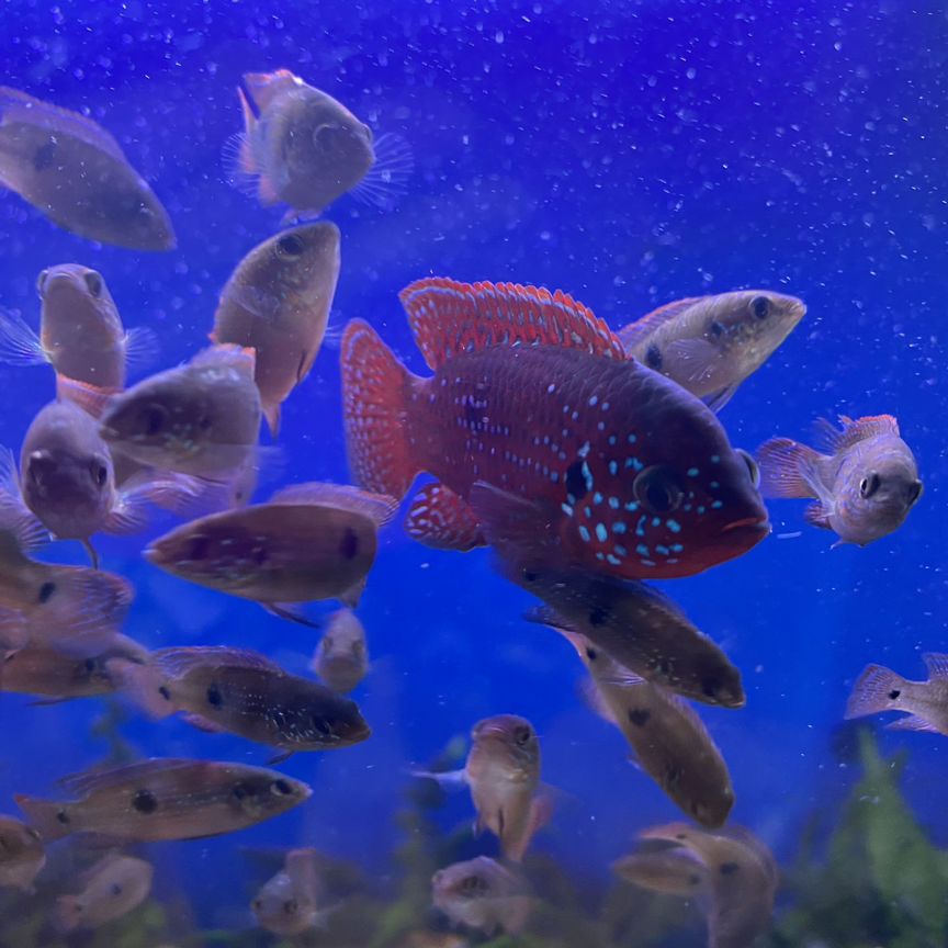 Хромис красавец