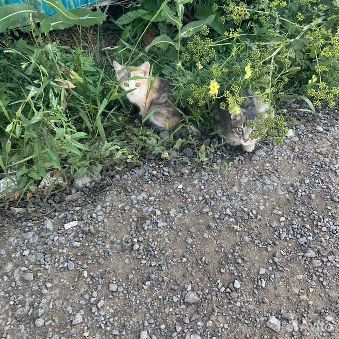 Котятки 3 шт и кошка
