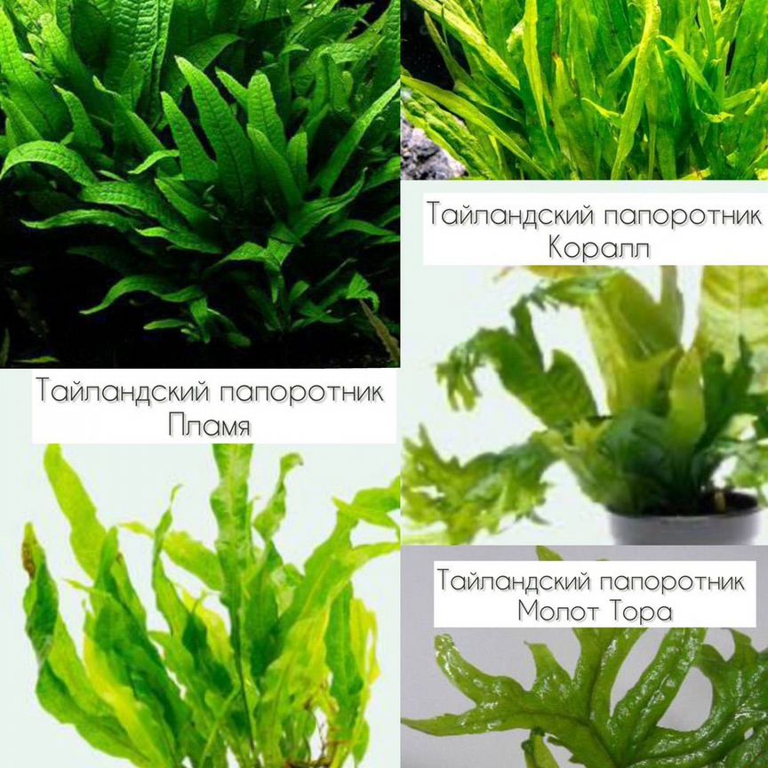 Тайладский Папоротник Аквариумное растение